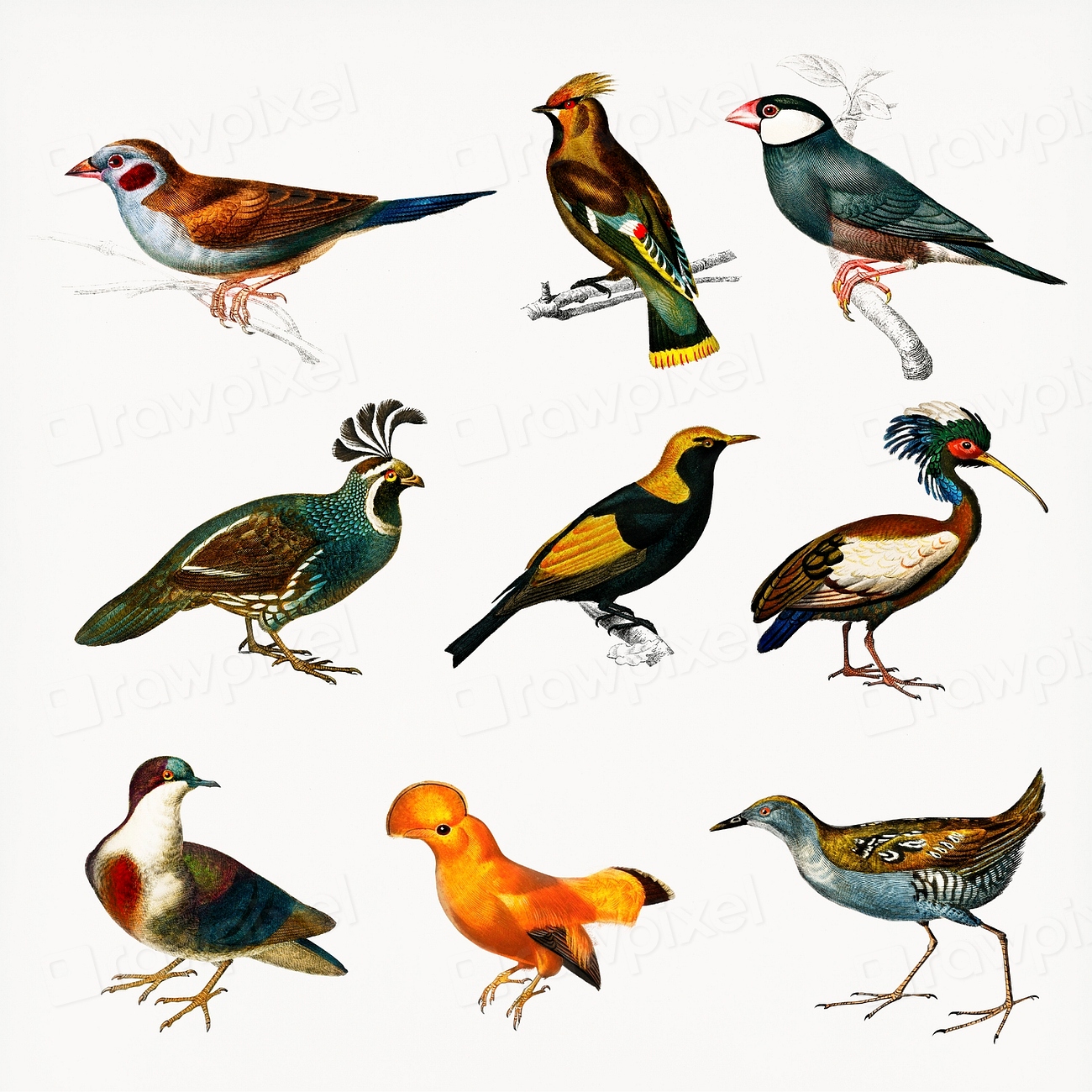 Vintage bird psd set, remix | Premium PSD - rawpixel