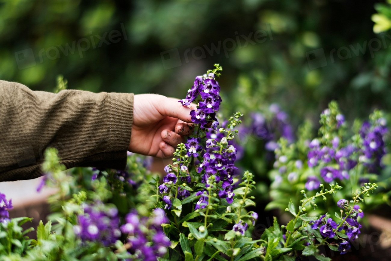 Human hand picking flower garden | Premium Photo - rawpixel