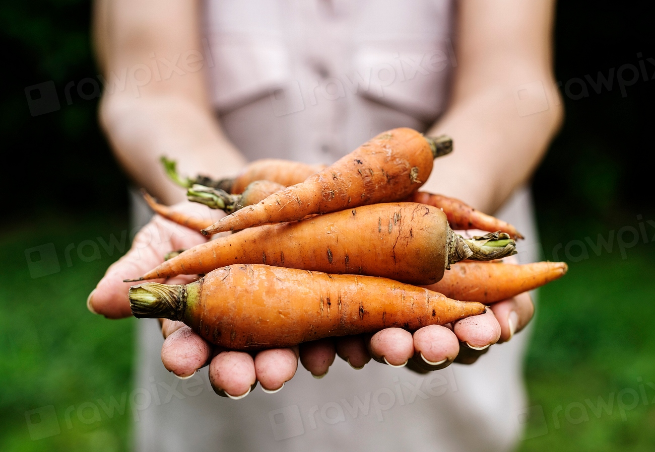 Fresh organic carrots | Photo - rawpixel