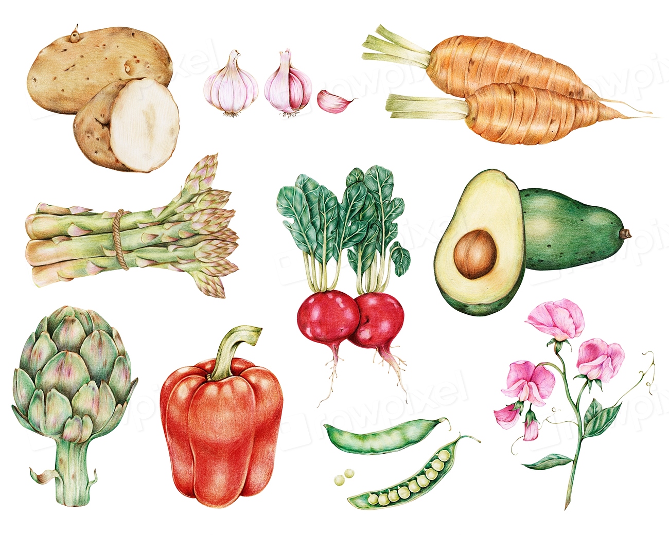 Hand drawn vegetables collection | Premium Photo - rawpixel