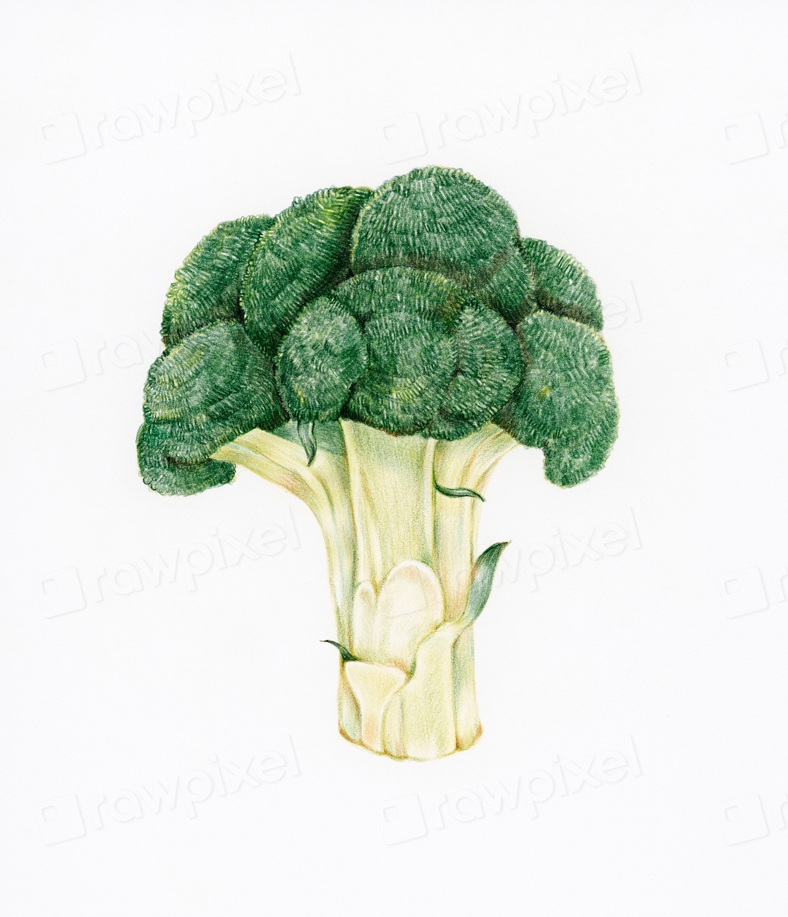 Hand drawn brocoli illustration | Premium Photo Illustration - rawpixel