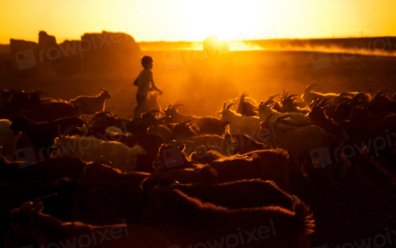 Kazakh boy herds his goats | Premium Photo - rawpixel