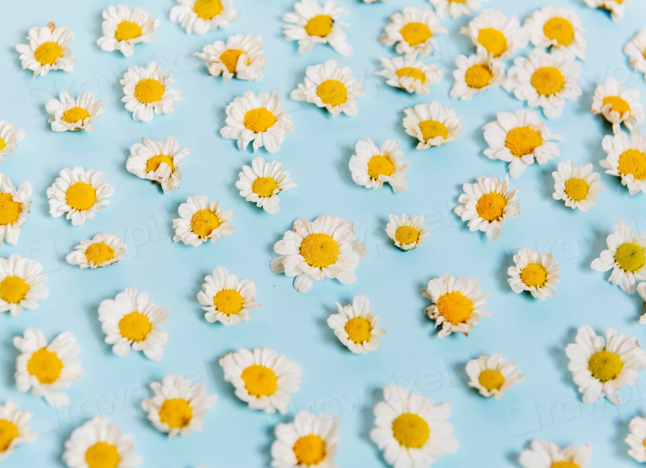 White Daisy Flowers Blue Background | Free Photo - rawpixel