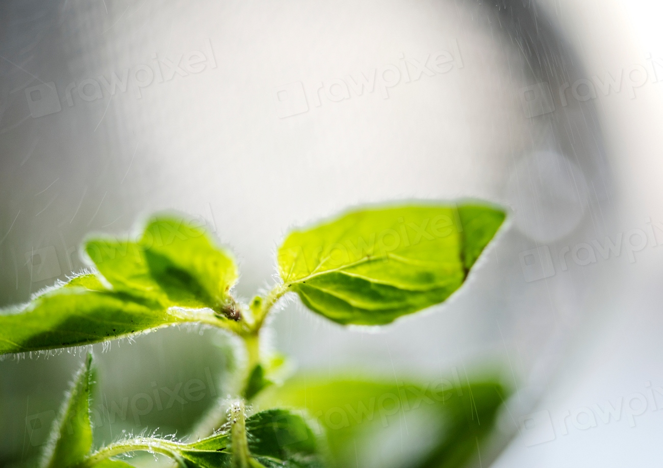 Fresh sweet basil herbs | Premium Photo - rawpixel