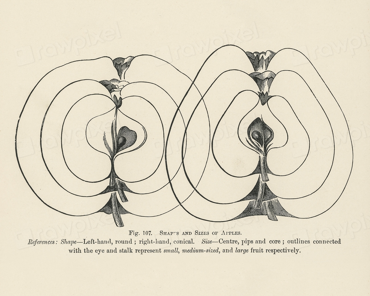 Vintage illustration apples, shapes, sizes | Free Photo Illustration ...