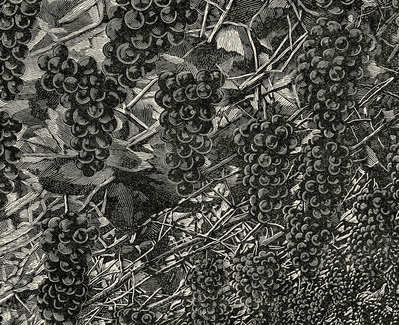 Vintage illustration grapes digitally enhanced | Free Photo ...