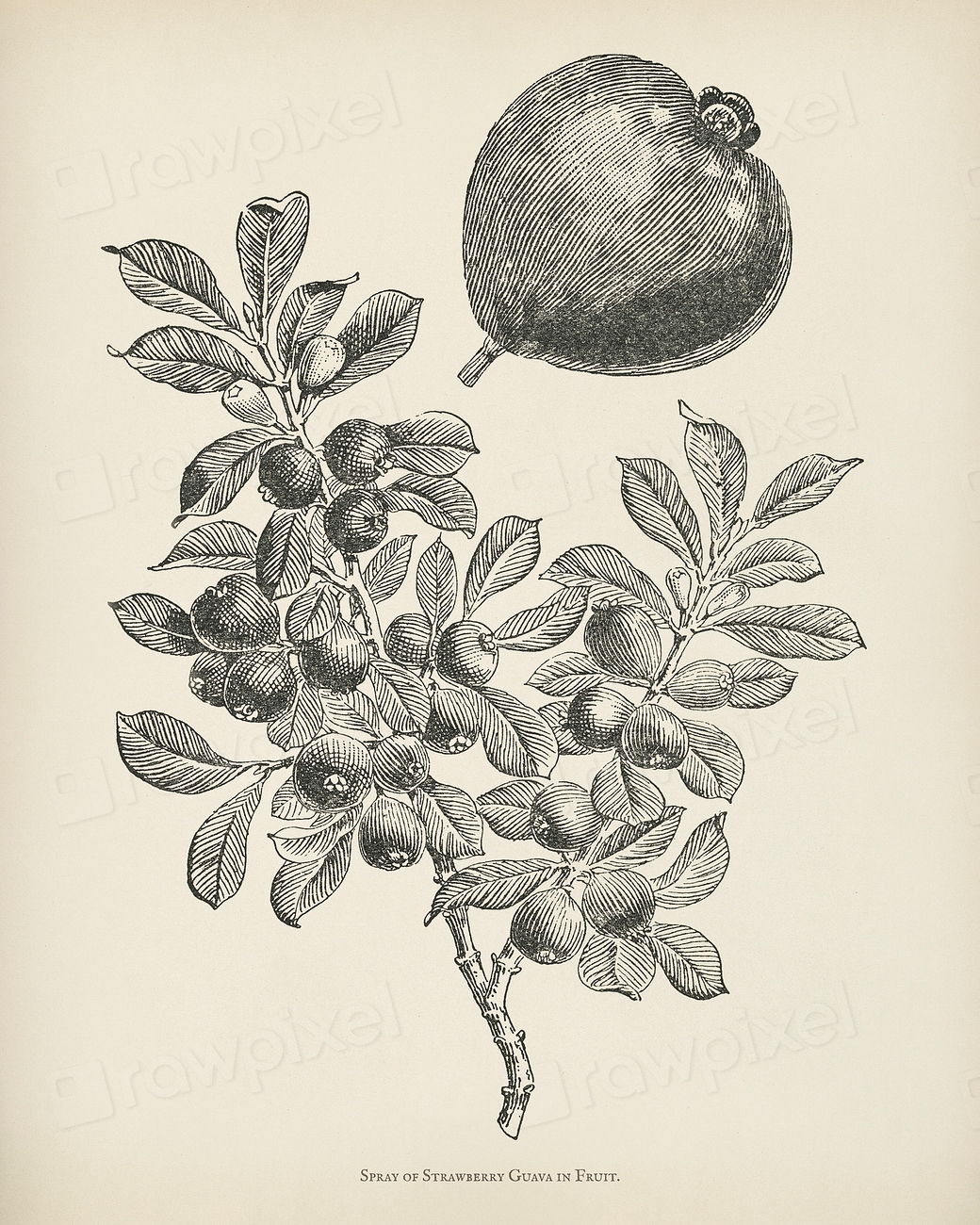 The fruit grower's guide | Premium PSD Illustration - rawpixel