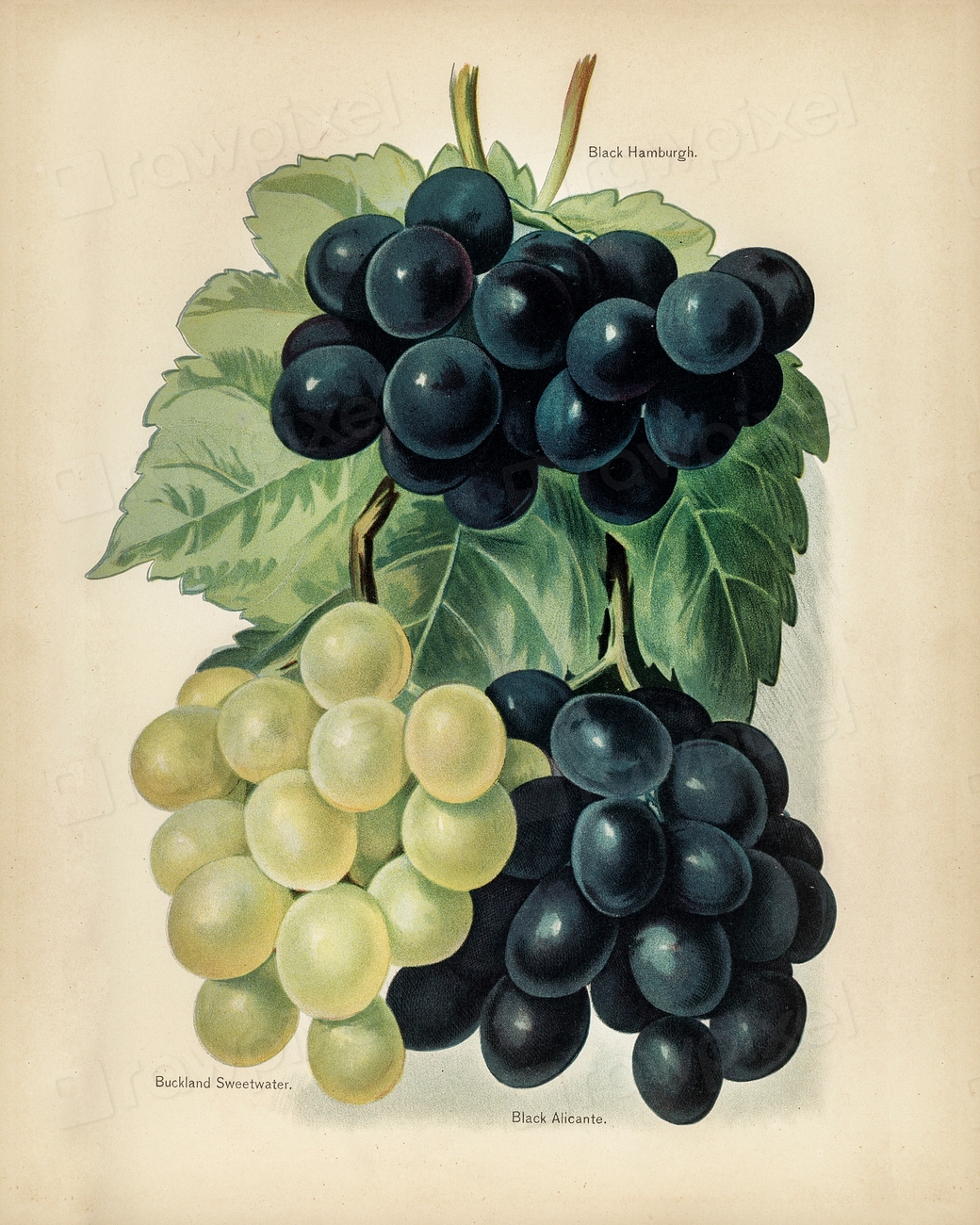 Vintage illustration grape digitally enhanced | Free Photo Illustration ...