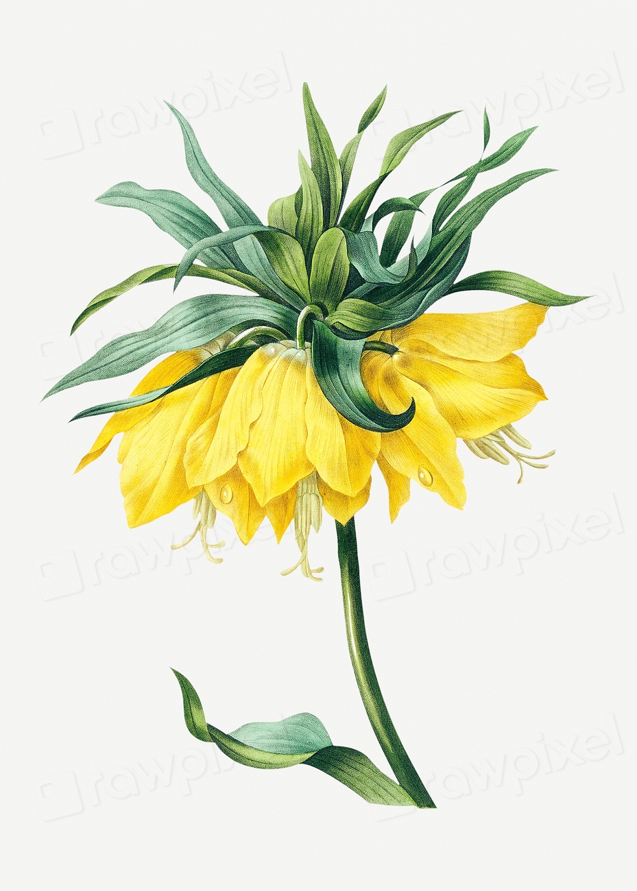 Kaiser's crown flower psd botanical | Premium PSD - rawpixel