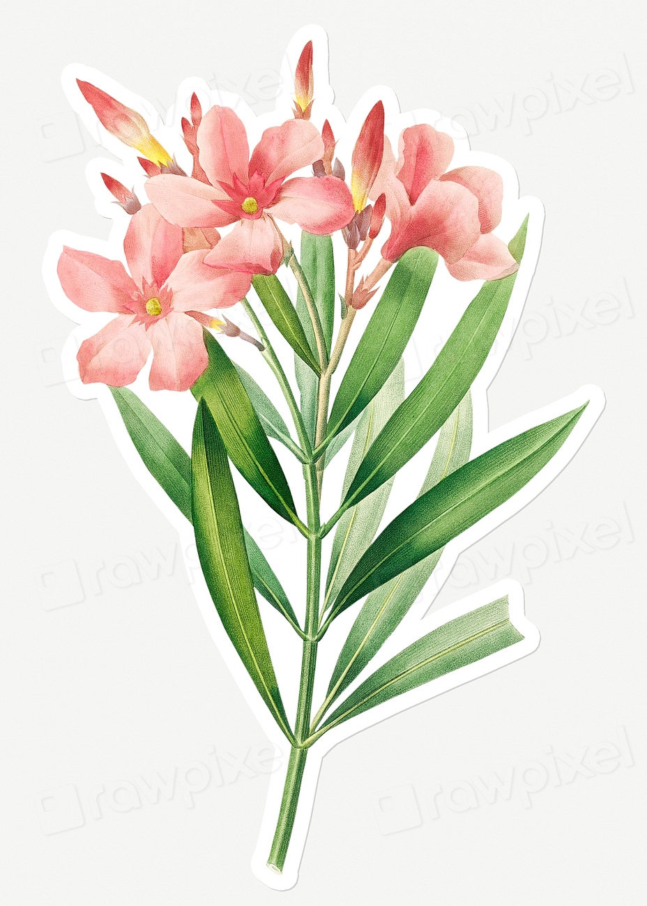 Oleander flower sticker design resource | Premium PSD - rawpixel