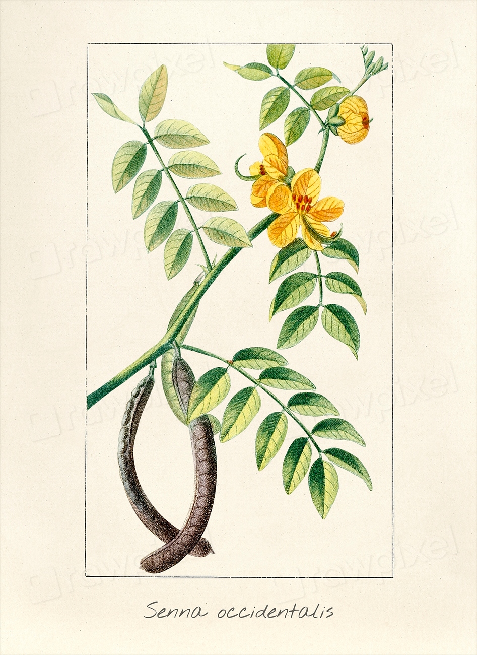Antique illustration of Senna Occidentalis | Premium Photo Illustration ...