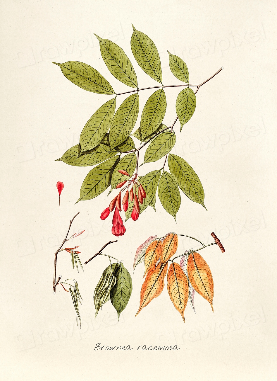 Antique illustration of Brownea Racemosa | Premium Photo Illustration ...