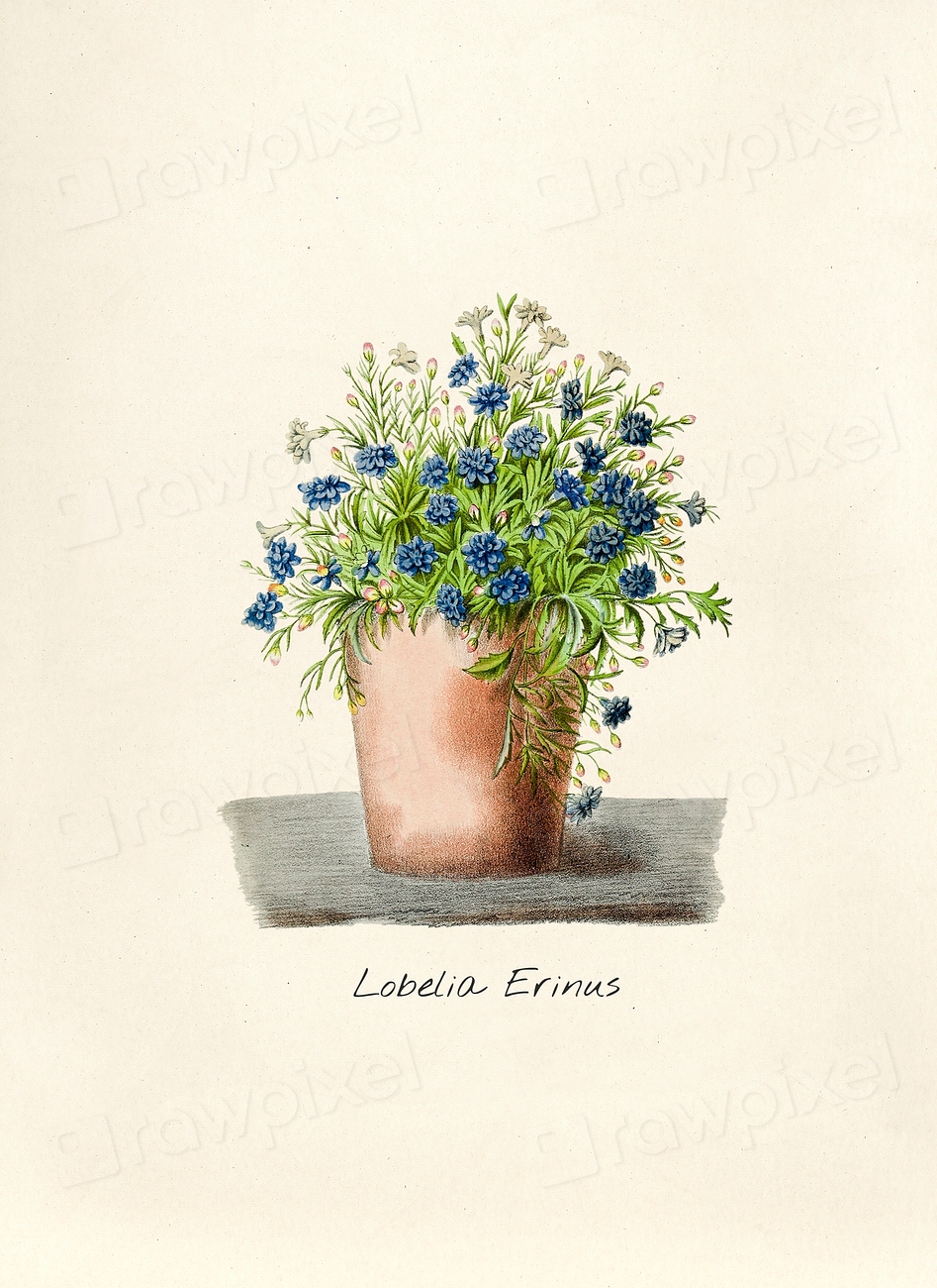 Antique illustration of lobelia erinus | Premium Photo Illustration ...