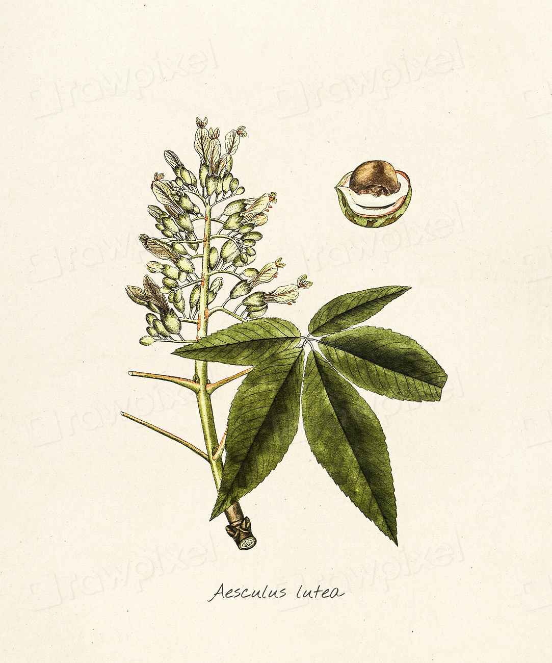 Antique watercolor drawing of aesculus | Premium Photo Illustration ...