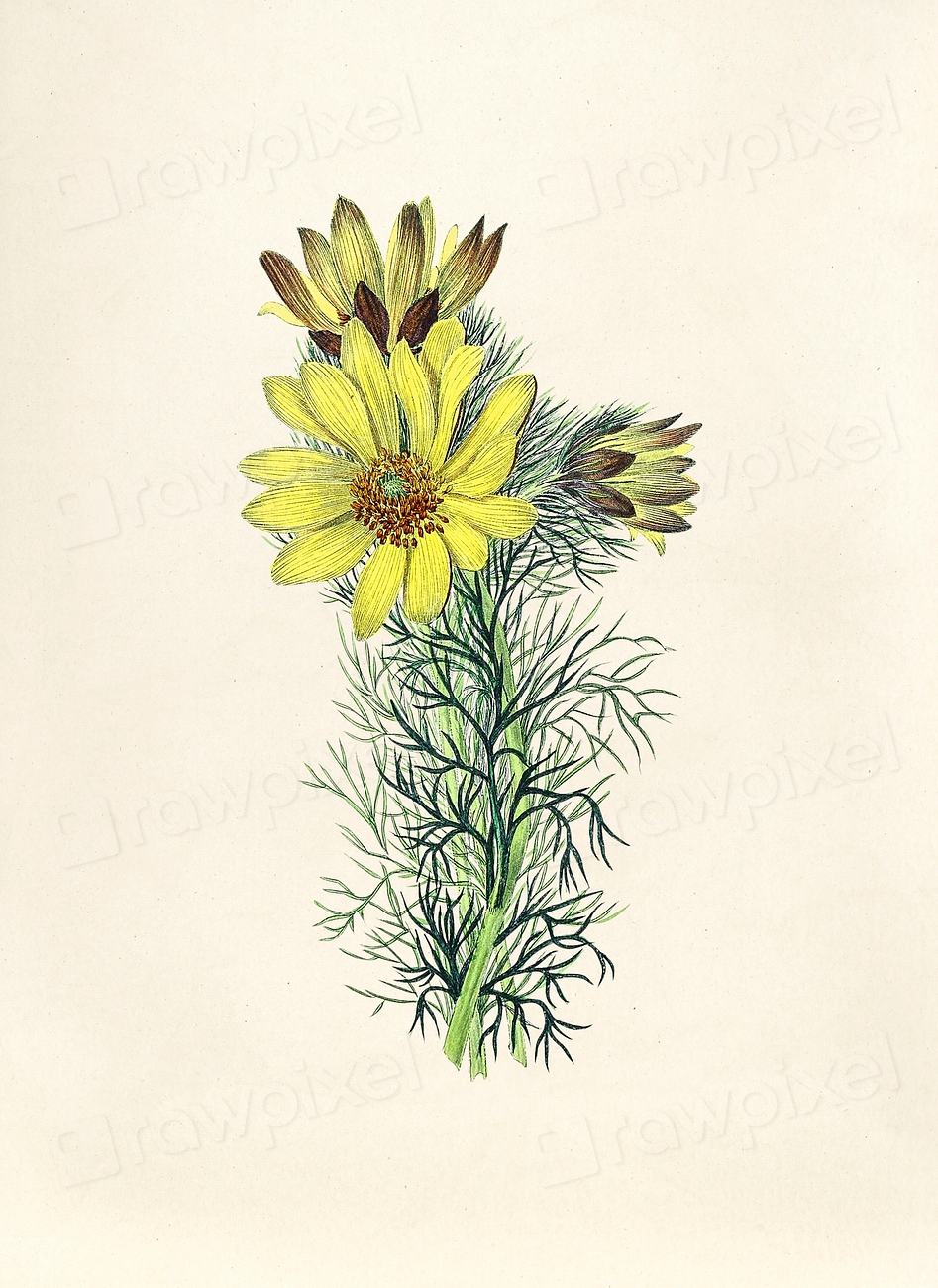 Antique watercolor drawing adonis vernalis | Premium Photo Illustration ...