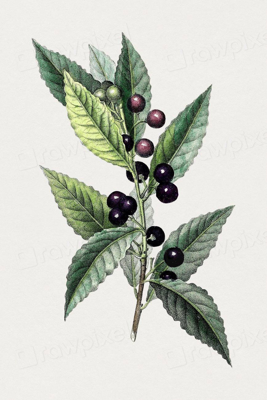 Antique illustration of Laurel | Premium PSD - rawpixel