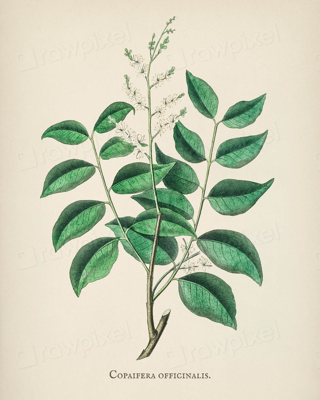 Diesel tree (Copaifera officinalis) illustration | Premium PSD ...