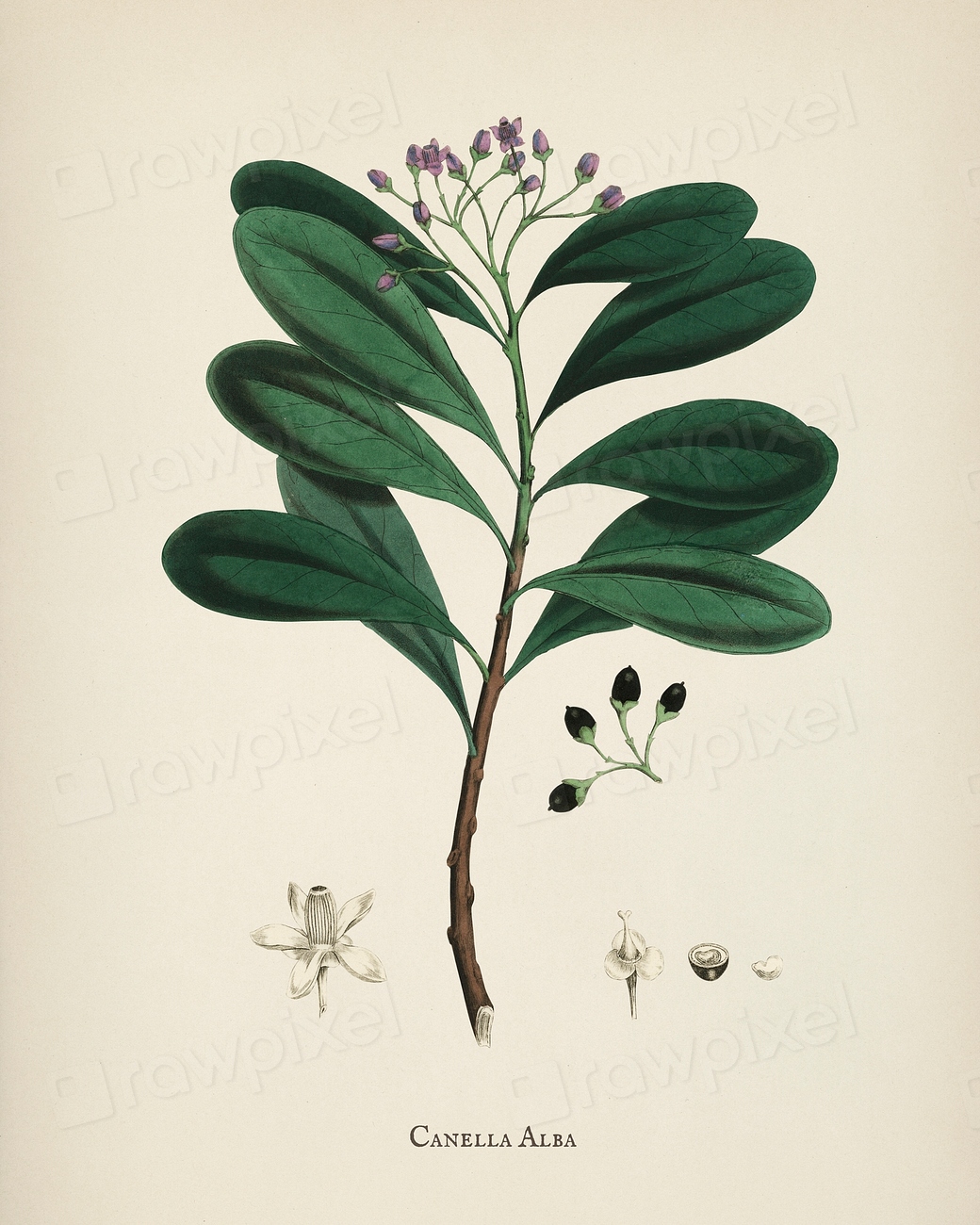 Cinnamon bark (Canella alba) illustration | Premium PSD Illustration ...