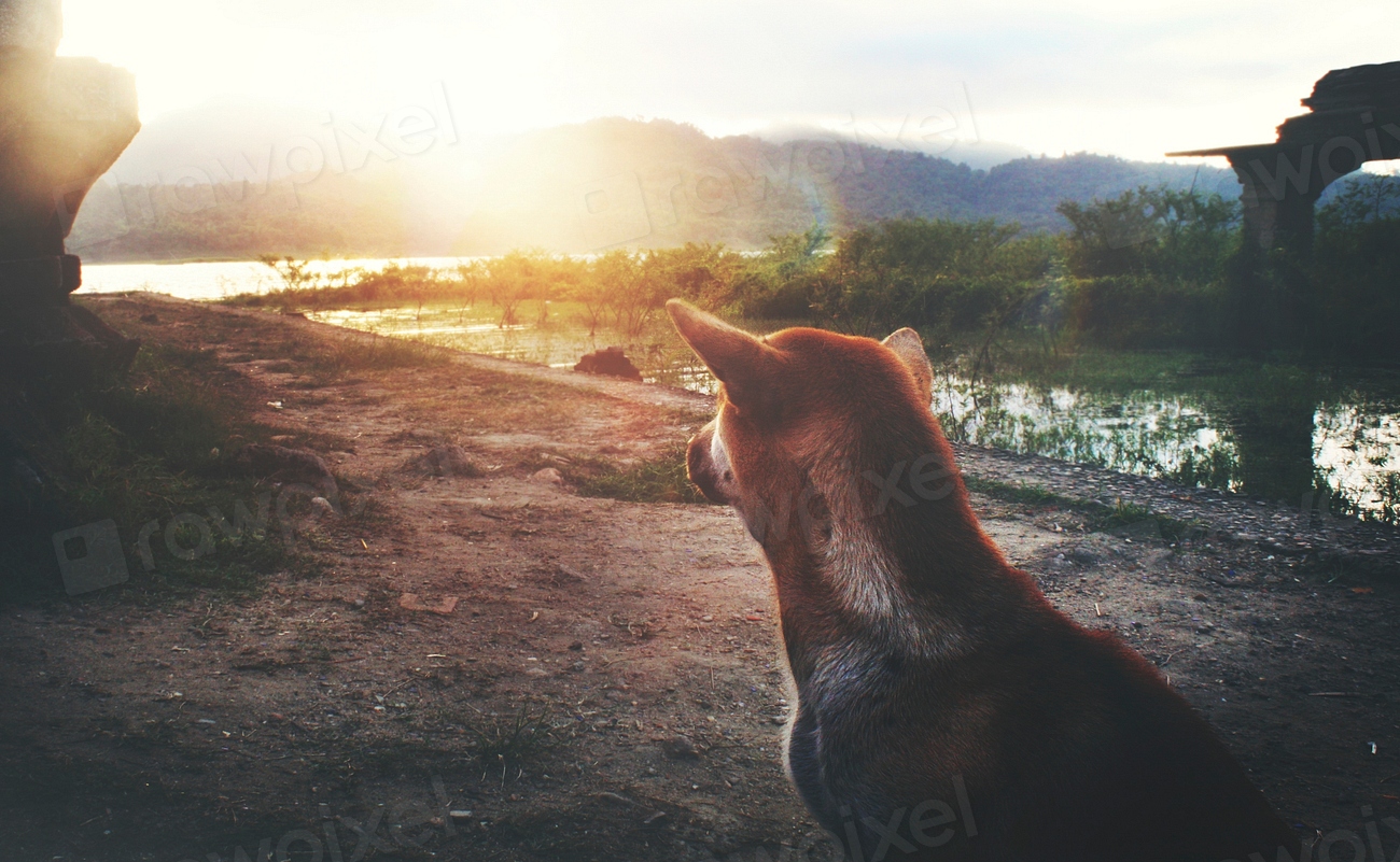 Rear view dog sitting outdoors | Free Photo - rawpixel