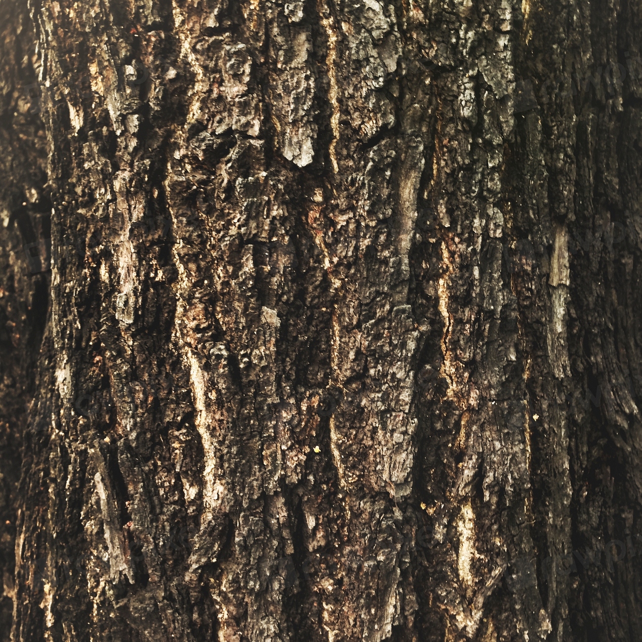 The bark on a tree | Free Photo - rawpixel
