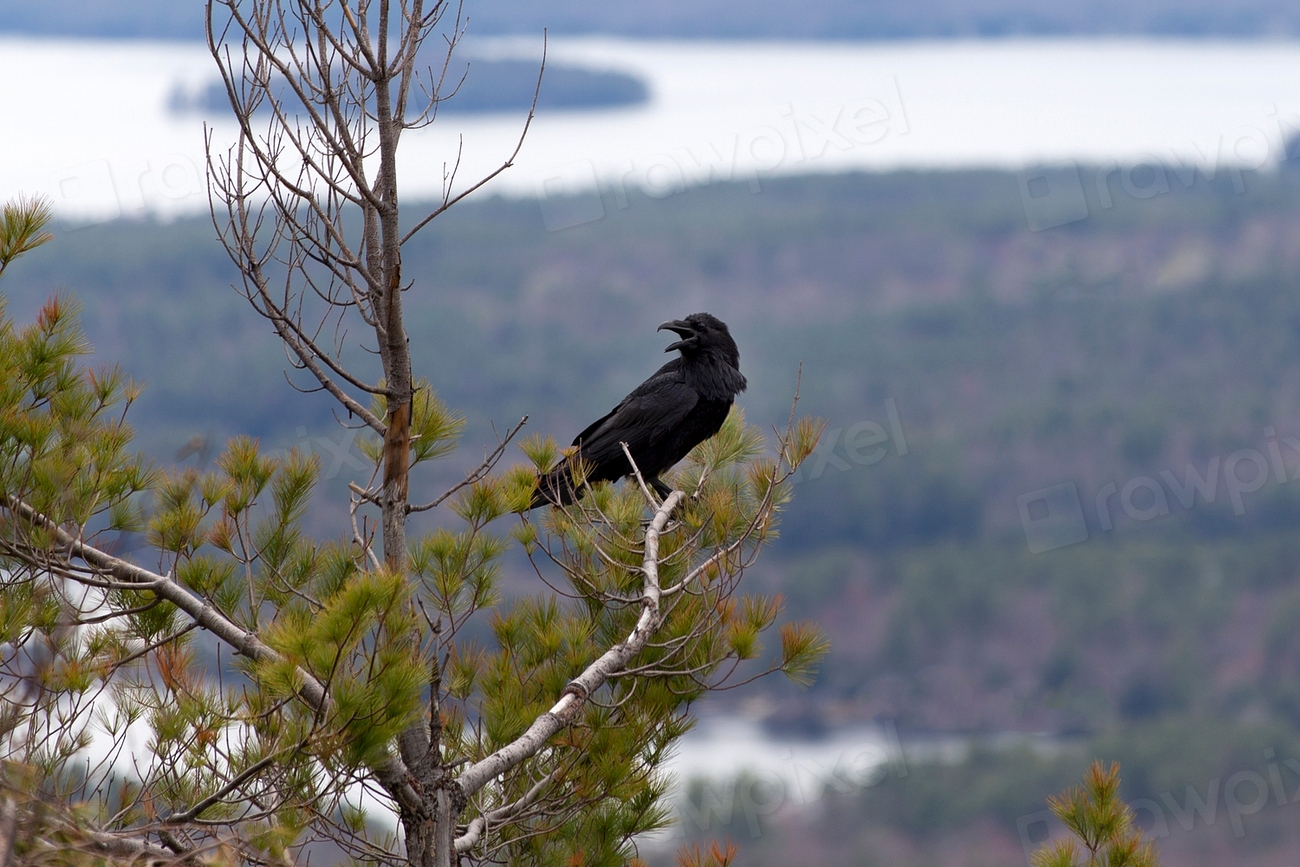 Crow in Tree | Free Photo - rawpixel