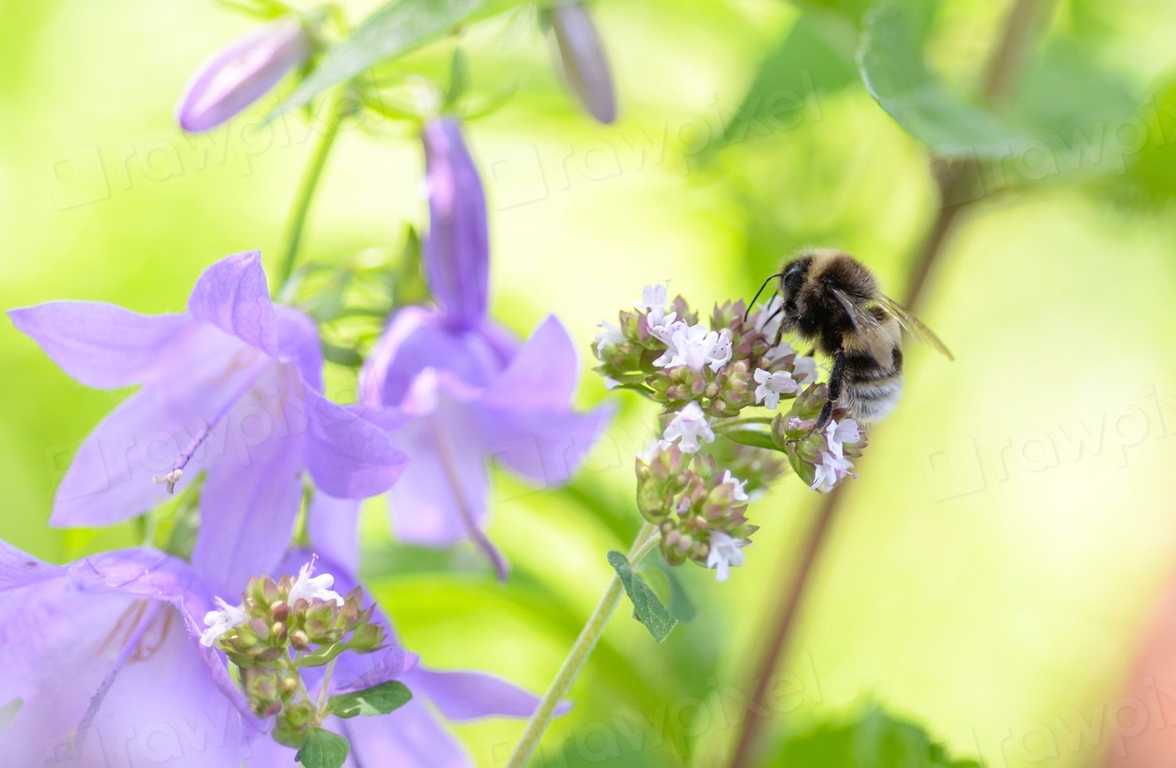 Bee with purple flowers | Free Photo - rawpixel