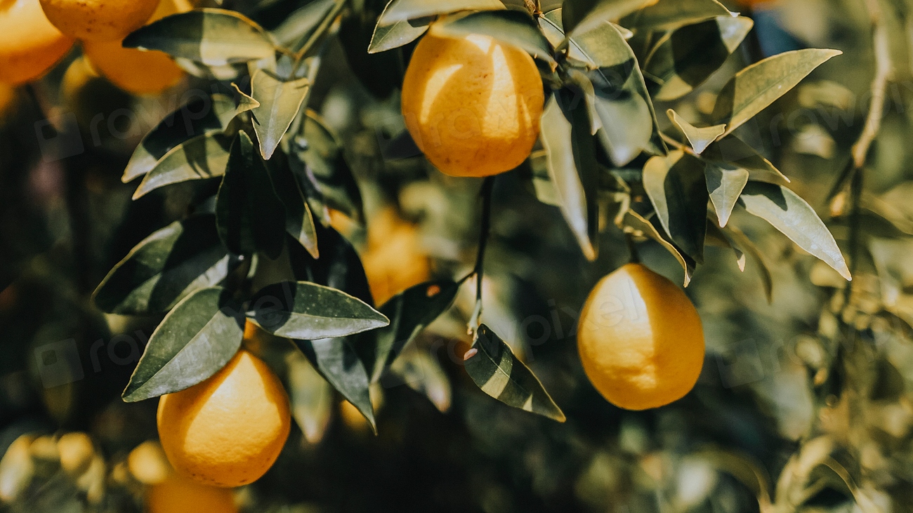Tangerine desktop wallpaper, HD image | Premium Photo - rawpixel