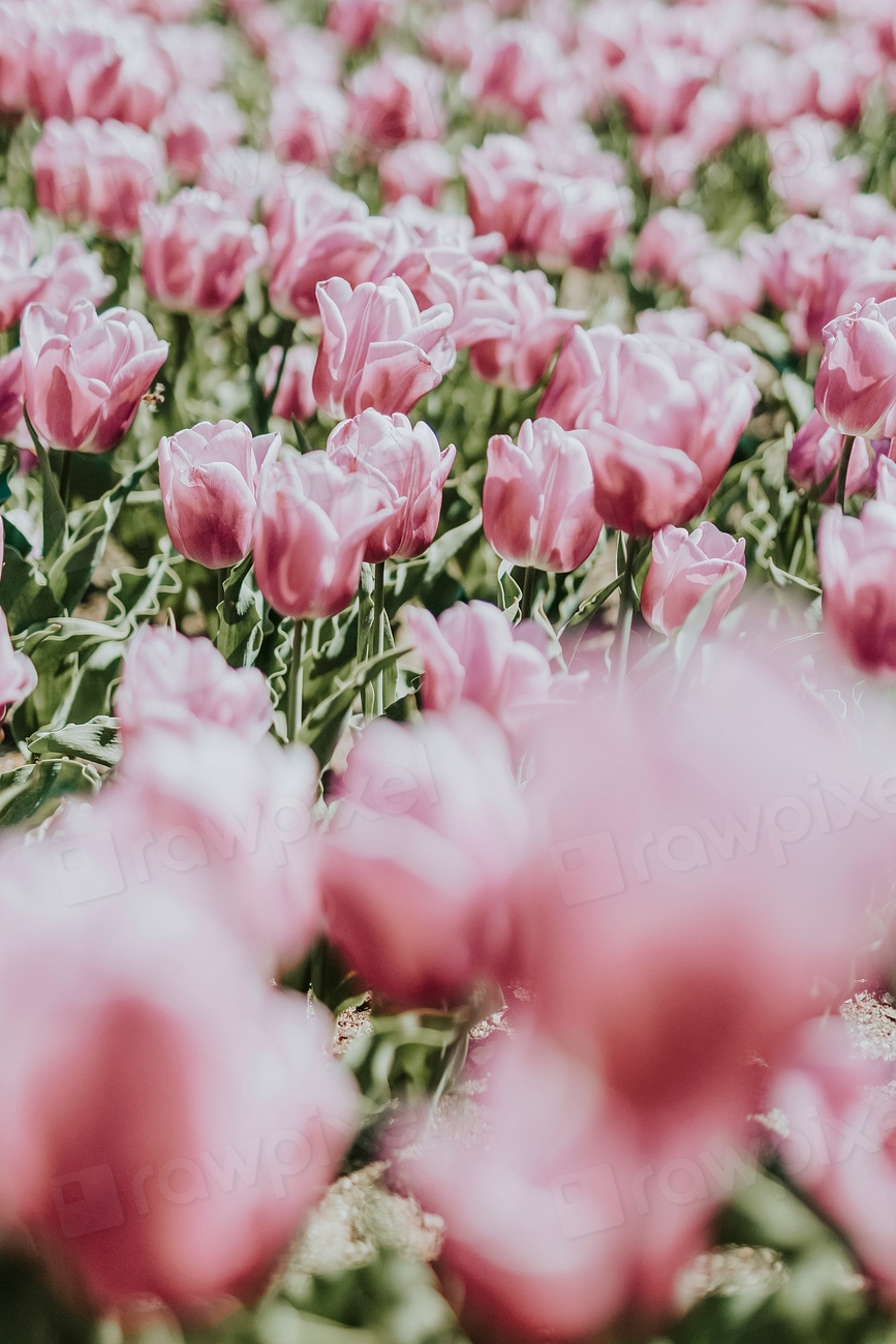 Beautiful blooming pink tulip field | Premium Photo - rawpixel