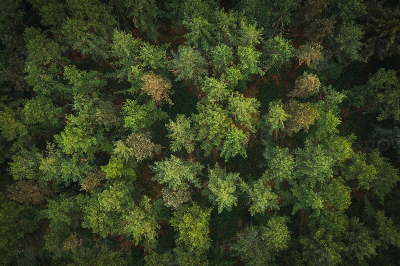 Aerial view of a greenery | Free Photo - rawpixel