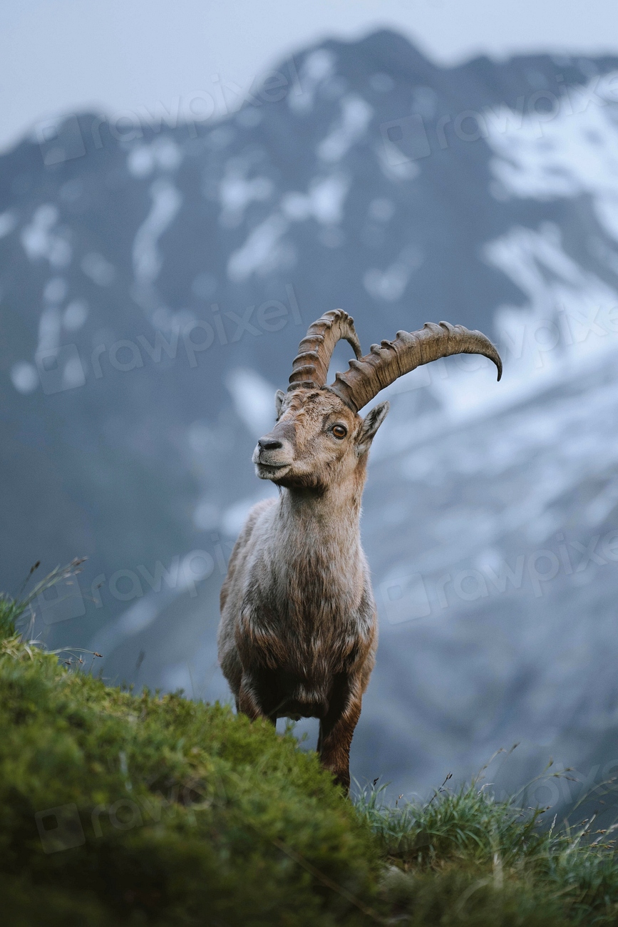 Alpine ibex Chamonix Alps France | Premium Photo - rawpixel