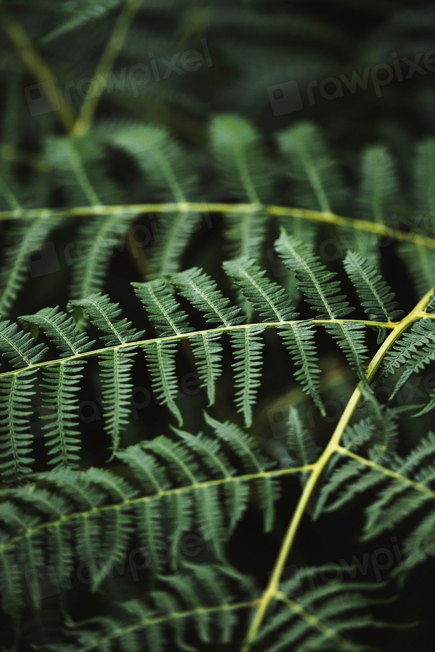 Macro shot of fern branch | Premium Photo - rawpixel