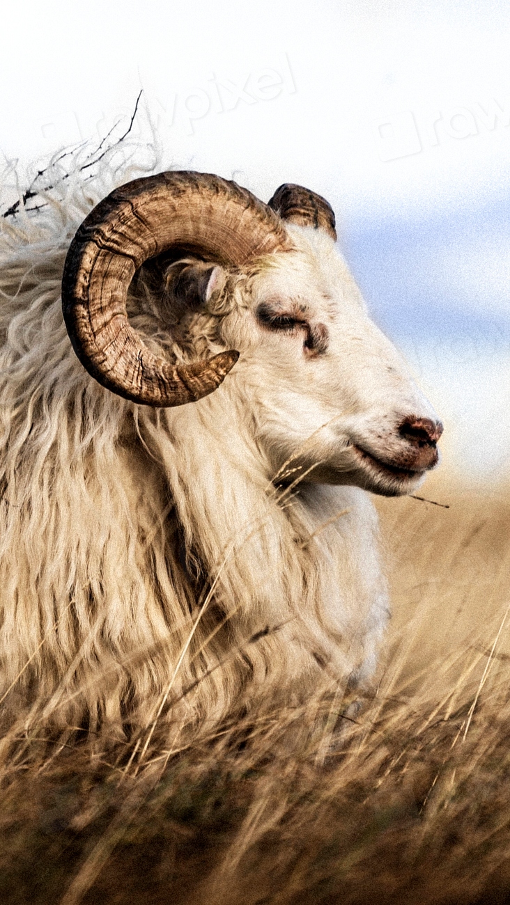 Northern European short-tailed sheep Iceland | Premium Photo - rawpixel