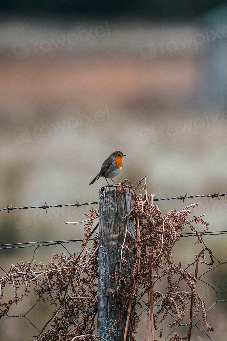 Wild bird on a fence | Premium Photo - rawpixel