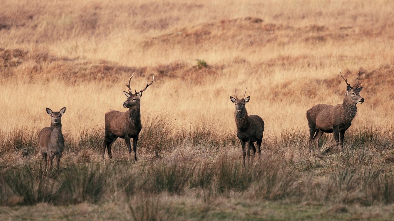 Deer in an autumnal field | Premium Photo - rawpixel