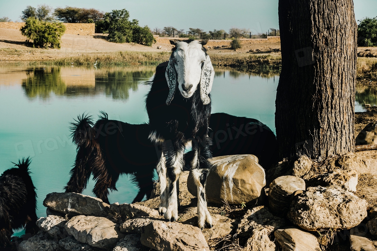 Goat farming in Rajasthan, India | Free Photo - rawpixel
