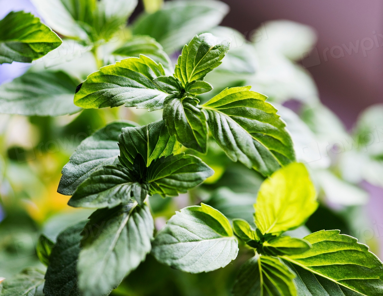 Close up of fresh mint | Premium Photo - rawpixel
