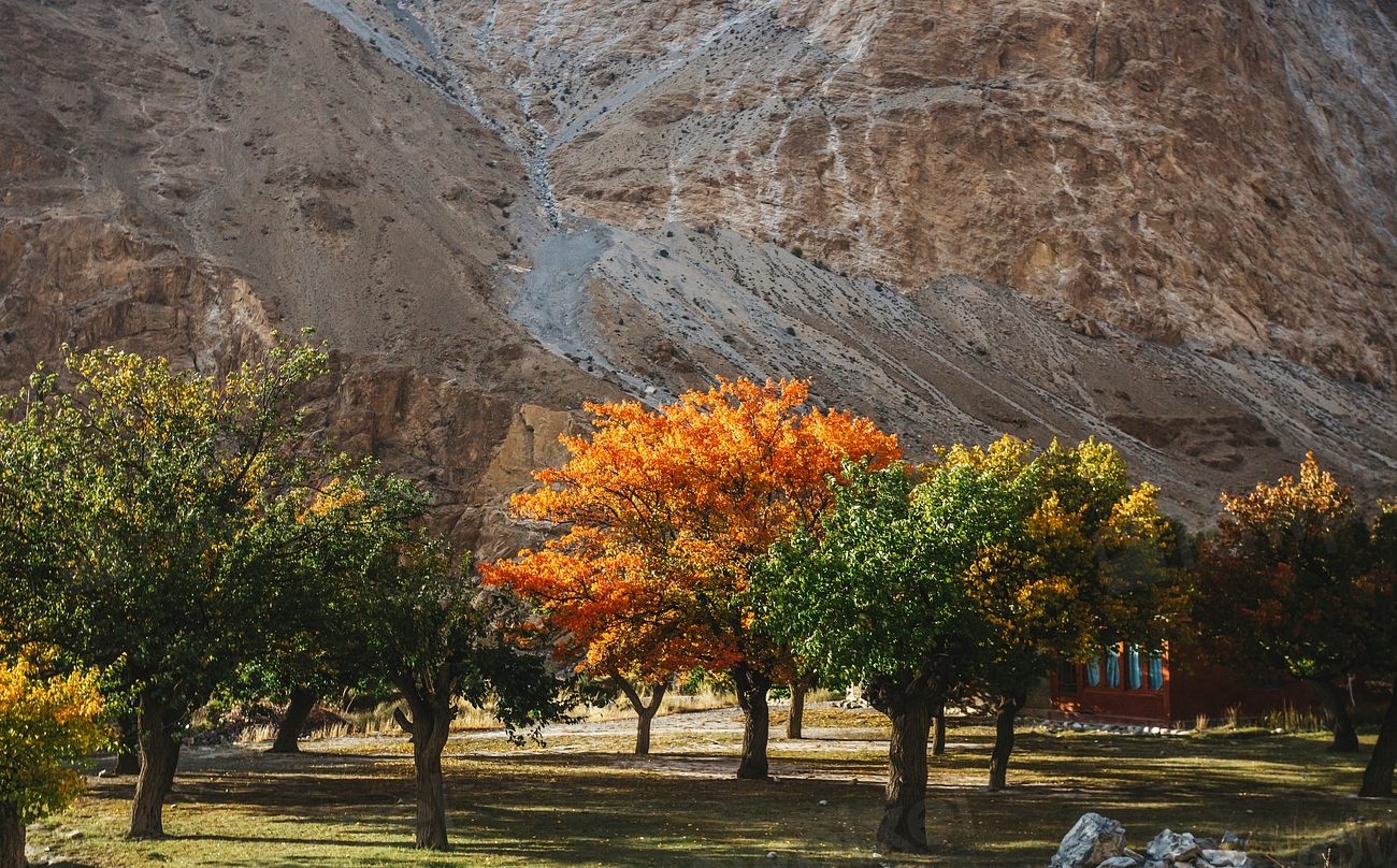 Colorful trees autumn Pakistan | Premium Photo - rawpixel