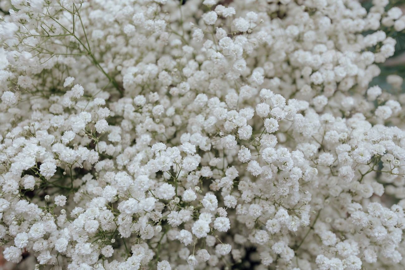 Closeup of white gypsophila flower | Free Photo - rawpixel