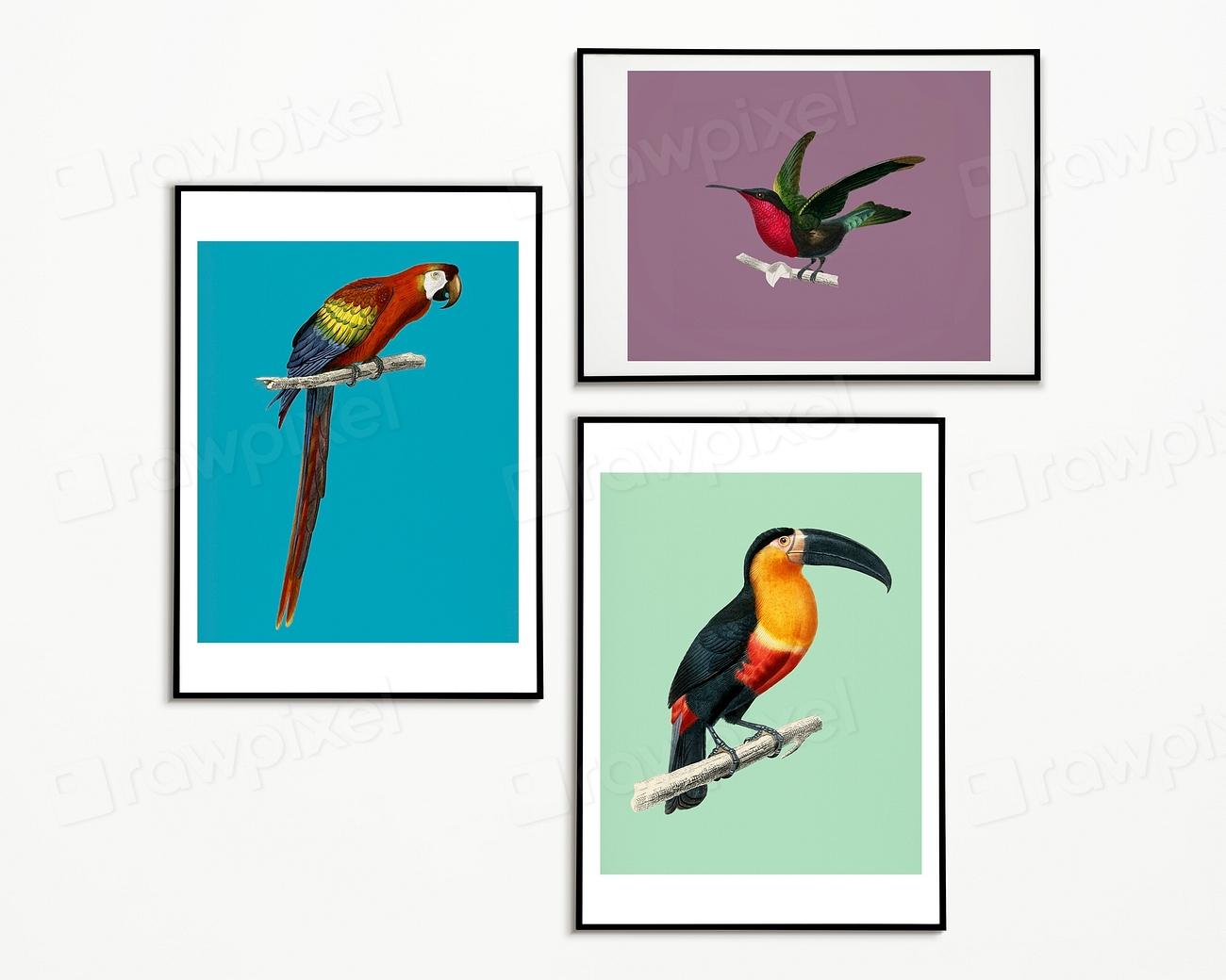 Photo frames bird pictures white | Premium PSD Mockup - rawpixel