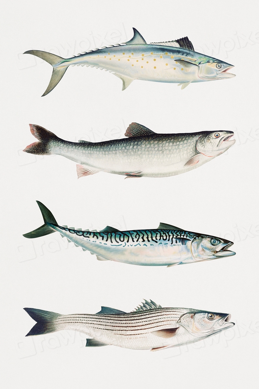 Vintage fish illustration set | Premium PSD - rawpixel