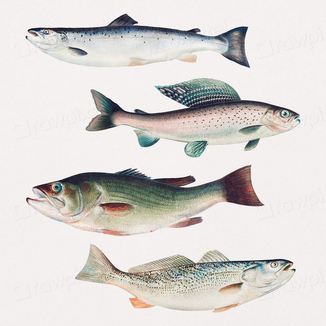 Vintage fish illustration set | Premium PSD - rawpixel