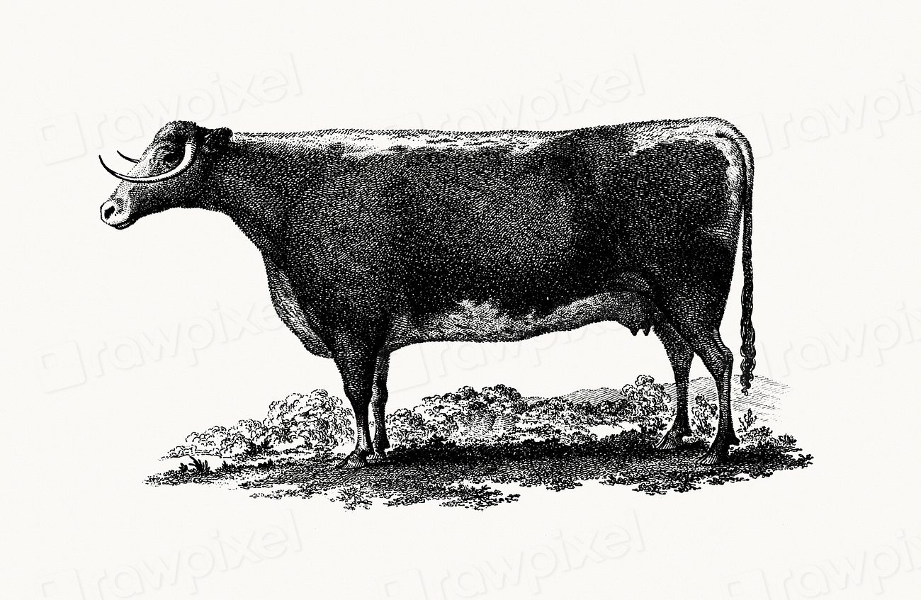 Vintage cow illustration. Original British | Free Photo Illustration ...