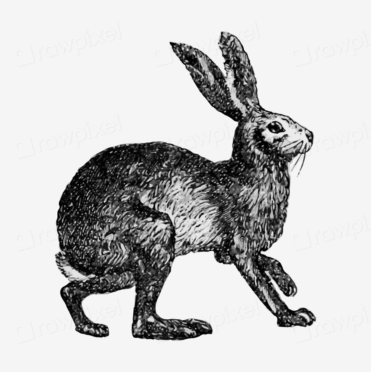 Vintage Victorian style rabbit engraving | Premium Vector Illustration ...