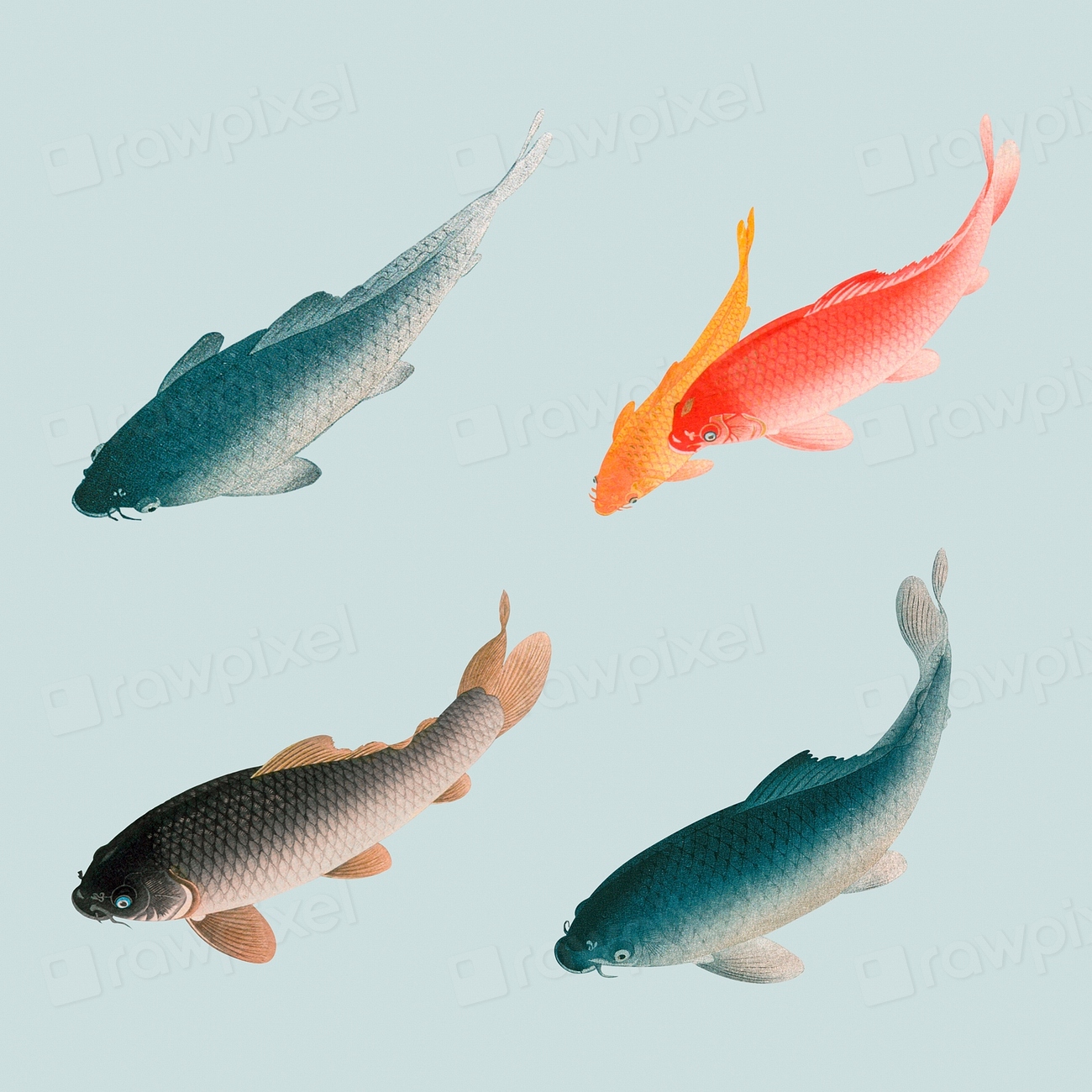 Common carp fish design element | Premium PSD - rawpixel