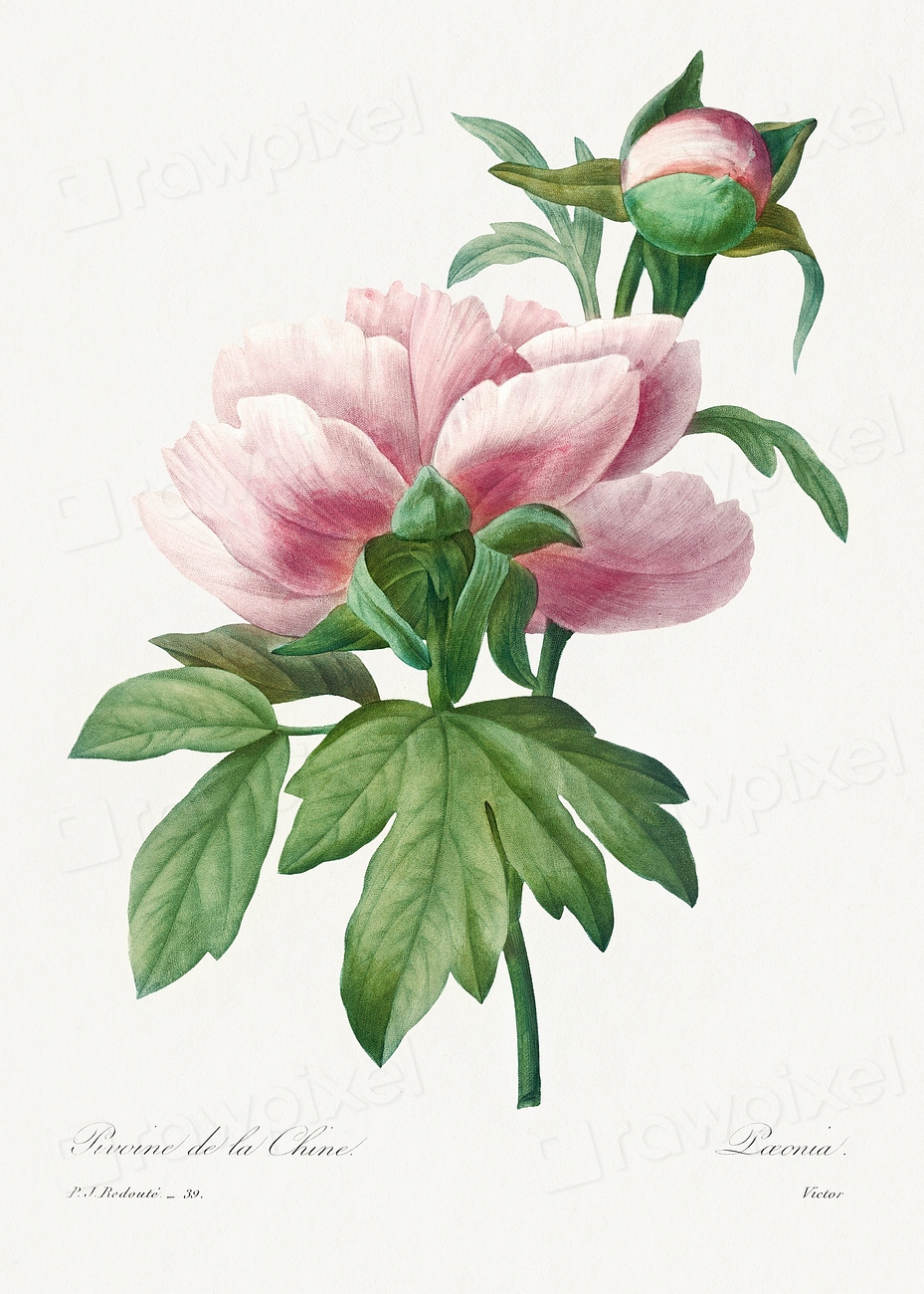 Peony Pierre-Joseph Redouté (1759–1840). Original | Free Photo ...