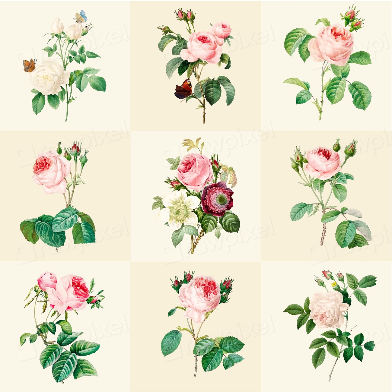 Set of beautiful blooming roses | Premium Vector - rawpixel