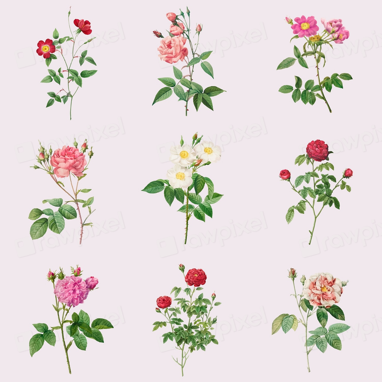 Vintage rose flower vector collection | Premium Vector - rawpixel
