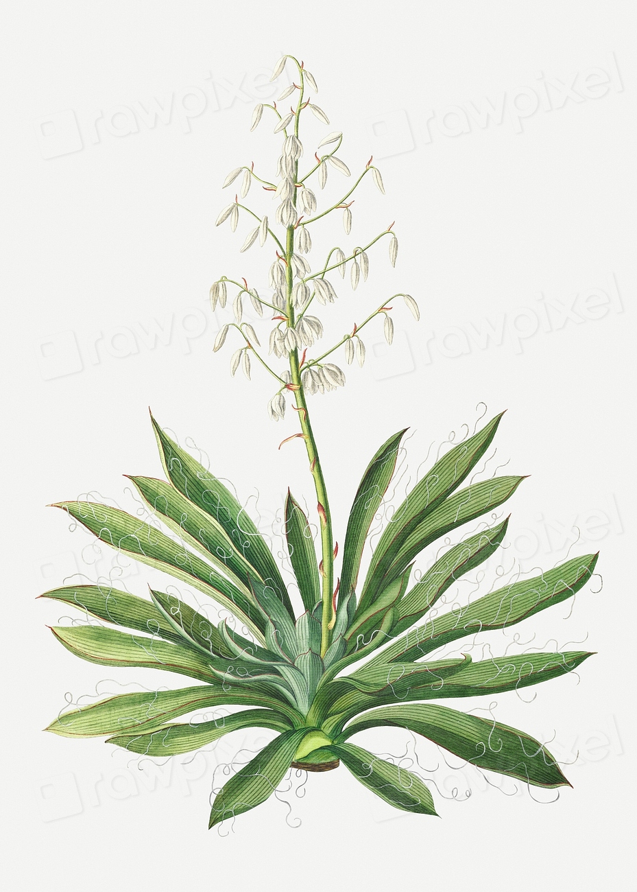 Vintage yucca flower design element | Premium PSD - rawpixel