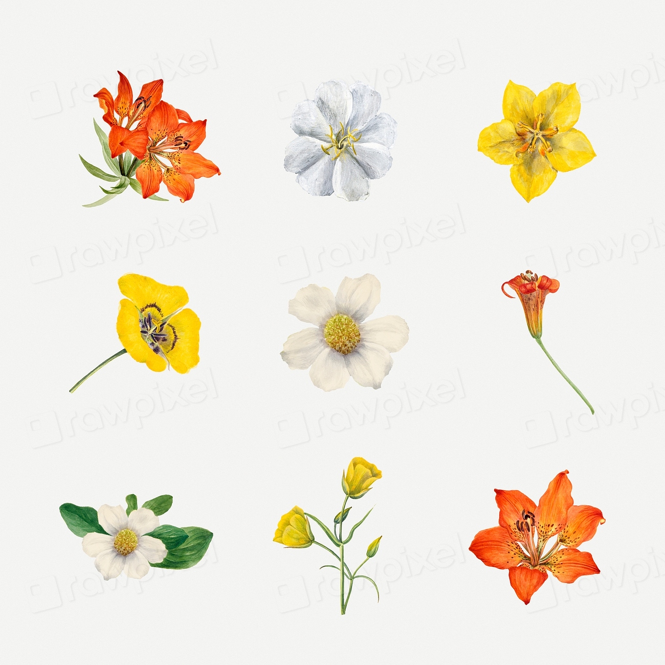 Colorful flowers blossom psd botanical | Premium PSD - rawpixel