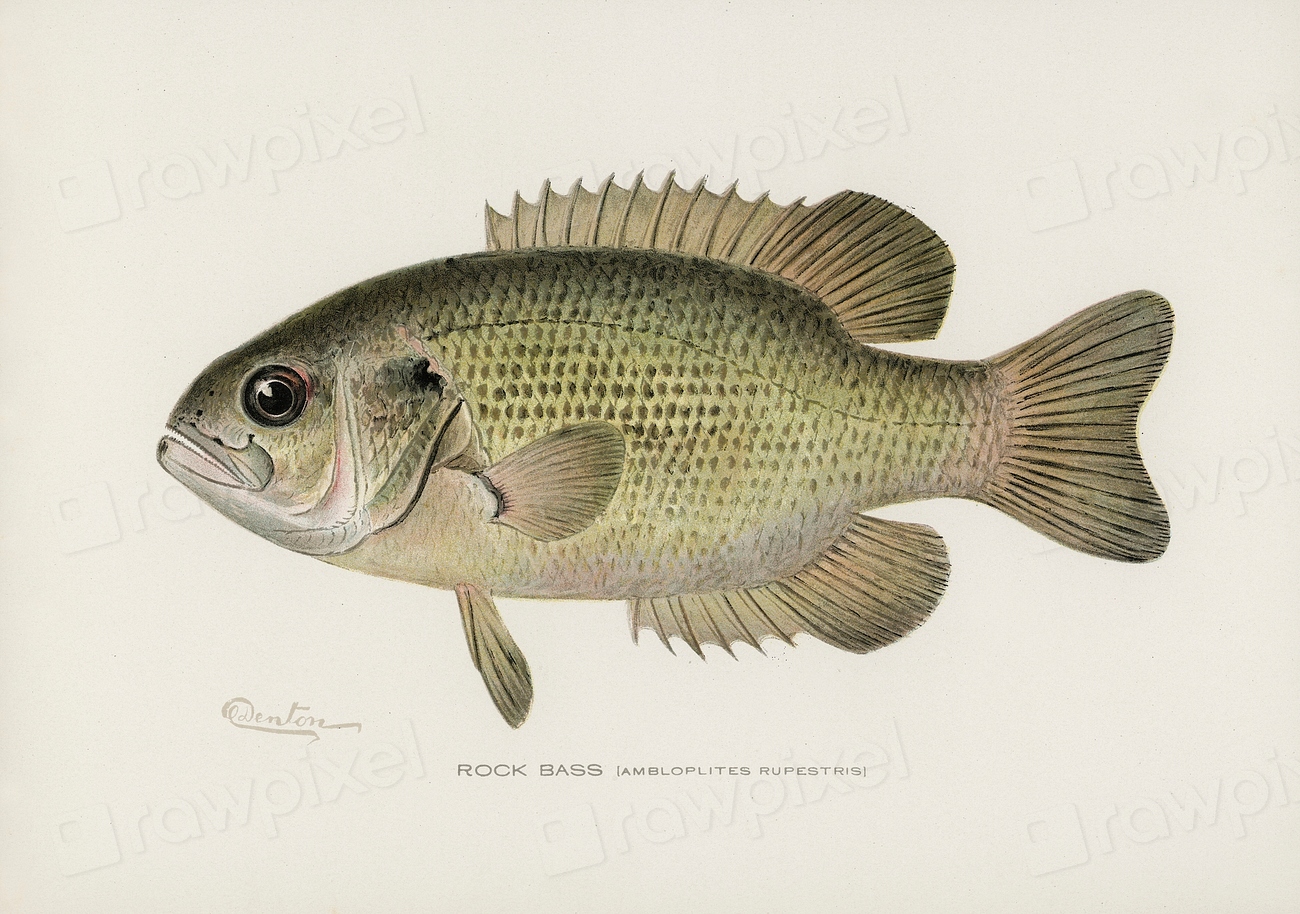 Rock Bass (Ambloplites Rupestris). Digitally | Free Photo Illustration ...